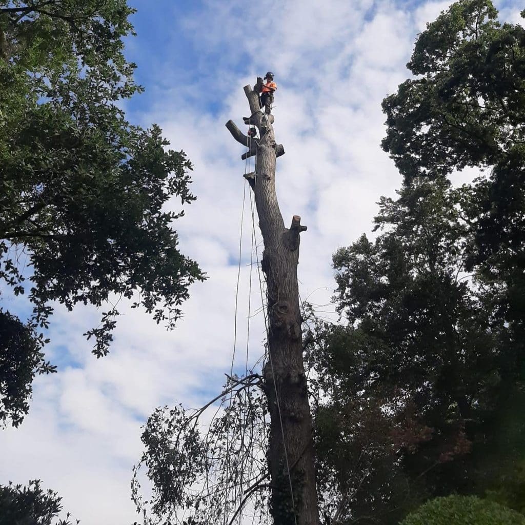 How to Tell if a Tree is Dying | Artemis Tree Services