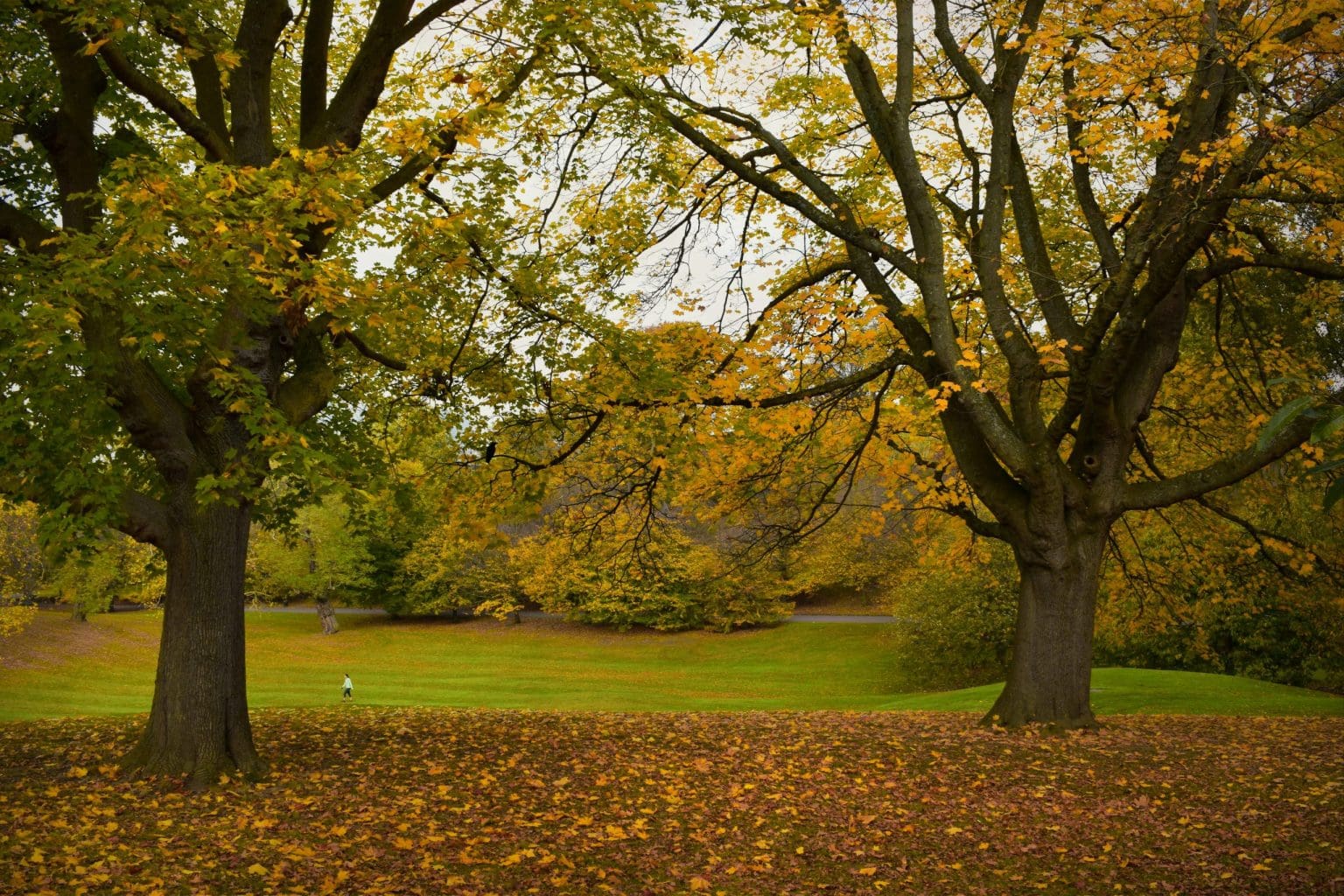 Different Parts of a Tree & Their Functions | Artemis Tree Services