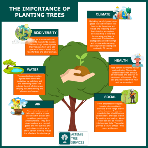 The Importance of Planting Trees | Artemis Tree Services