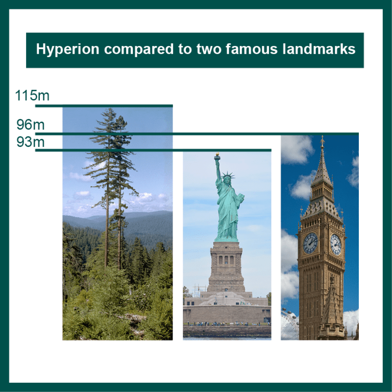 TREE FACTS - Smallest and Tallest Trees in the World | Artemis Tree ...