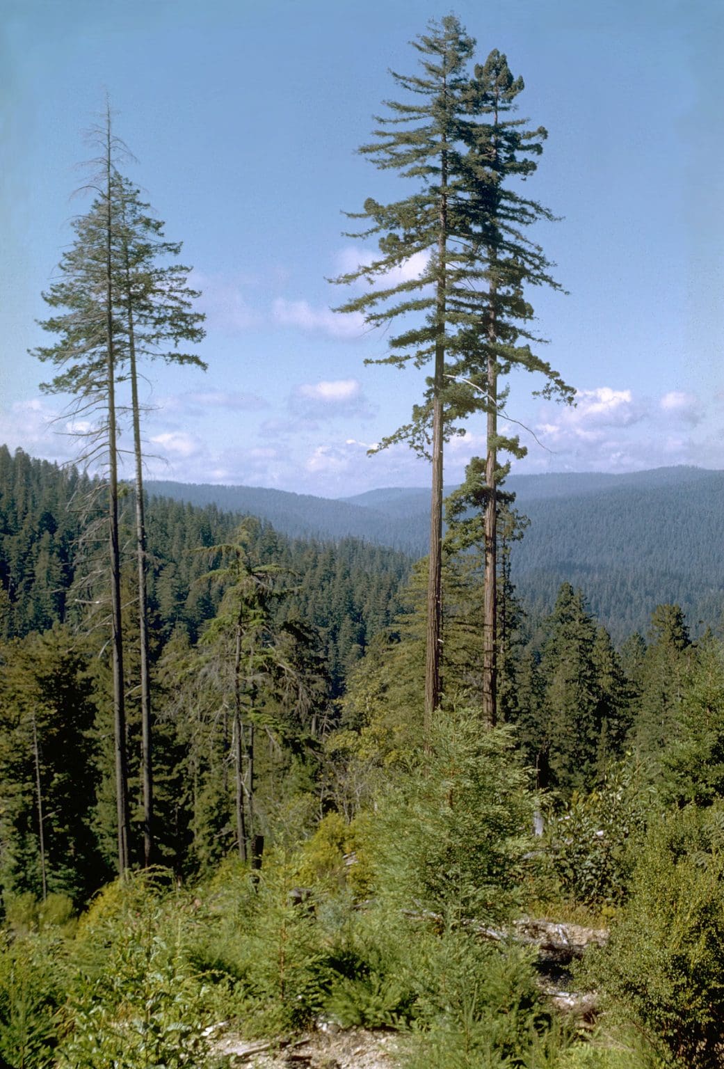 TREE FACTS - Smallest and Tallest Trees in the World | Artemis Tree ...