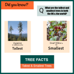 TREE FACTS - Smallest and Tallest Trees in the World | Artemis Tree ...