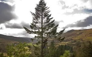 TREE FACTS - Smallest and Tallest Trees in the World | Artemis Tree ...
