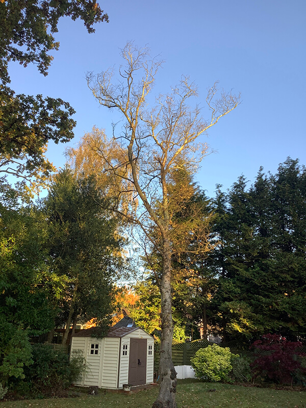 Responsible Removal And Replacement Of A Protected Birch Tree | Artemis ...