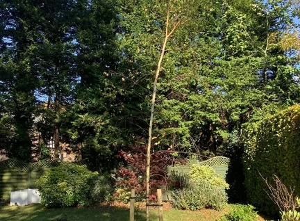 Responsible Removal And Replacement Of A Protected Birch Tree | Artemis ...