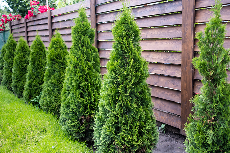 How Trees Grow - The Fastest and Slowest Growing Trees | Artemis Tree ...