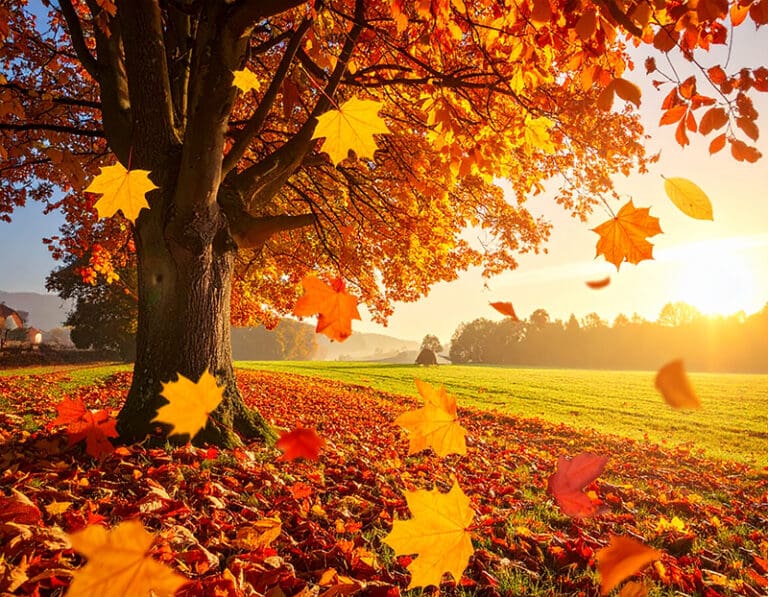 Why Do Leaves Fall Off Trees in Autumn? | Artemis Tree Services