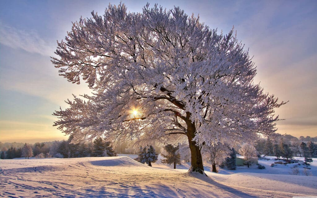 10 Interesting Winter Tree Facts | Artemis Tree Services