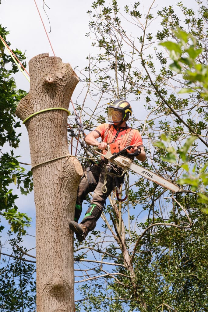 Benefits of Commercial Tree Felling | Artemis Tree Services